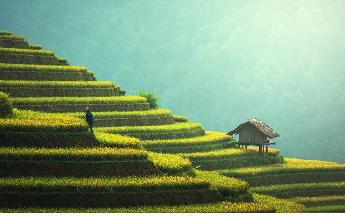 AnyROR E-Dhara Guide (2024): View 7/12, 8A, 8/12 on AnyROR portal