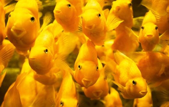 Vastu Fish For Aquarium: List of Best Fishes (With Prices) For Home