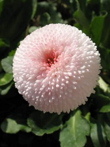 Outdoor Plants (In Pictures With Names) For Entrance, Balcony, Low ...